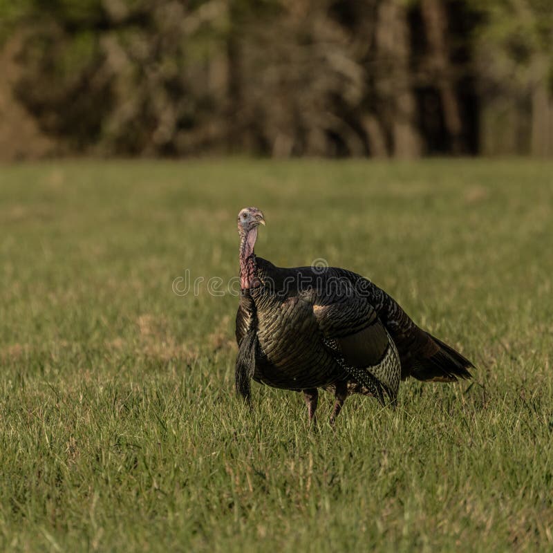 Tom Turkey Looks Back in Open Field Stock Image - Image of smoky ...