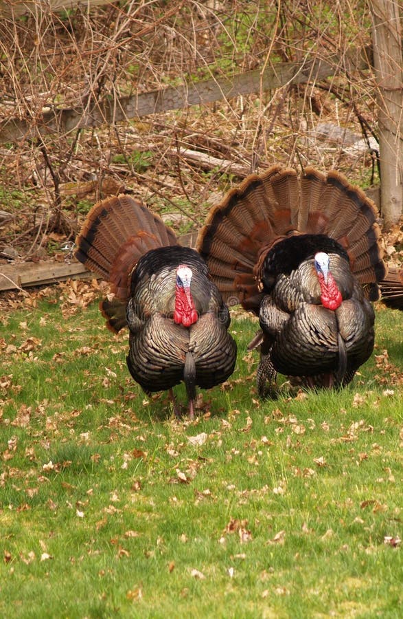 Tom turkey stock image. Image of beards, turkeys, male - 48207393