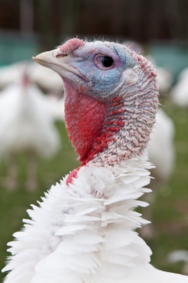Male Tom Turkey Head stock photo. Image of agriculture - 52993342