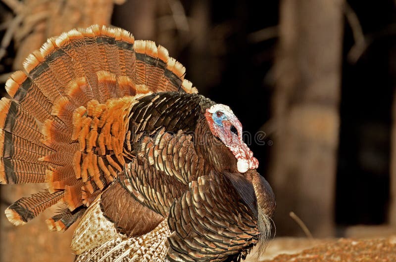 Tom Turkey stock photo. Image of blue, turkey, brown - 75210012