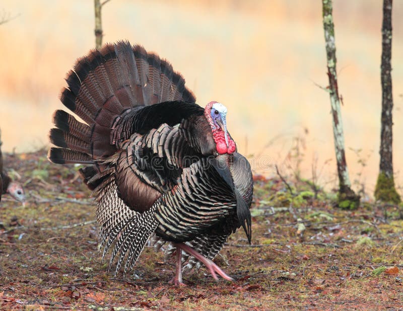 Wild Turkey Head Closeup stock photo. Image of eastern - 33579318