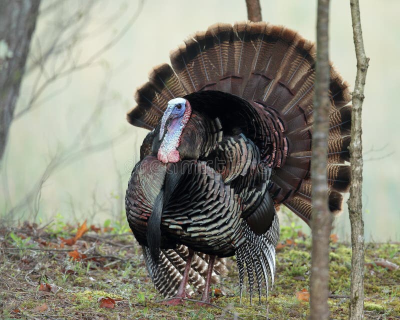 908 Turkey Tom Strutting Stock Photos - Free & Royalty-Free Stock ...