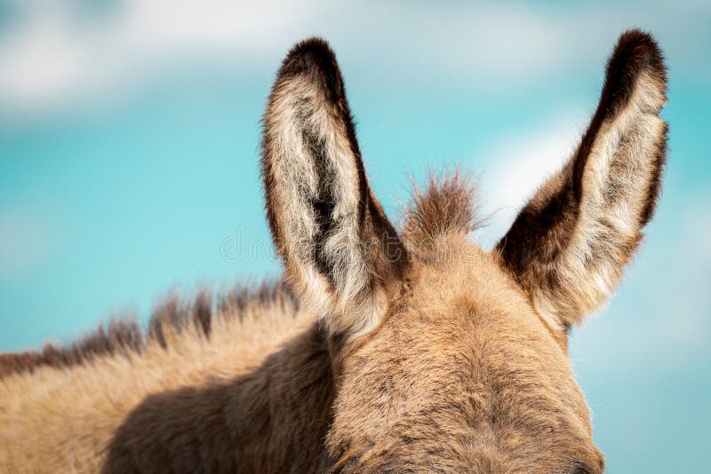 Toma De Conciencia De Un Burro Foto de archivo - Imagen de habitat ...