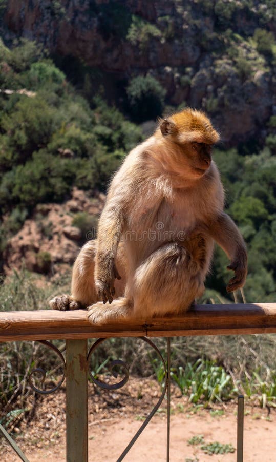 Toma De Seguridad De Un Macaco Foto de archivo - Imagen de macacos ...