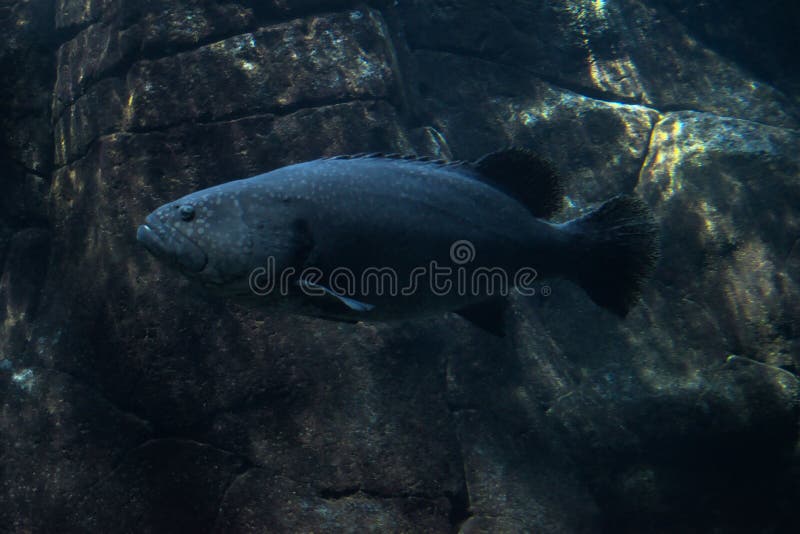 Toma De Un Epinephelus Aeneus Foto de archivo - Imagen de color, animal ...
