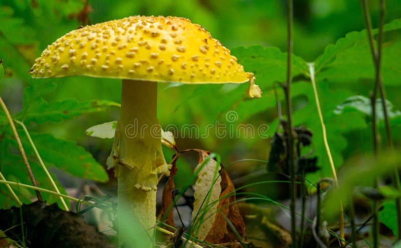 Toma De Un Hongo Amarillo En El Bosque Imagen de archivo - Imagen de ...
