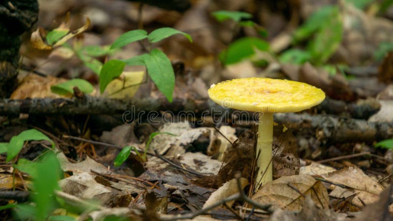 Toma De Un Hongo Amarillo En El Bosque Imagen de archivo - Imagen de ...