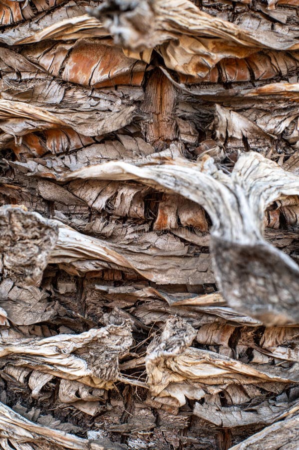 Toma Macro De Una Corteza Seca Imagen de archivo - Imagen de tropical ...