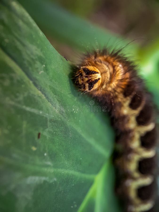 Toma Selectiva De Foco De Los Caterpillarinsectos Foto de archivo ...