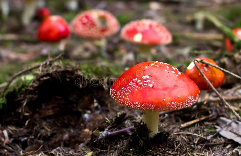 697 Hongos Rojos Fotos - Libres de Derechos y Gratuitas de Dreamstime