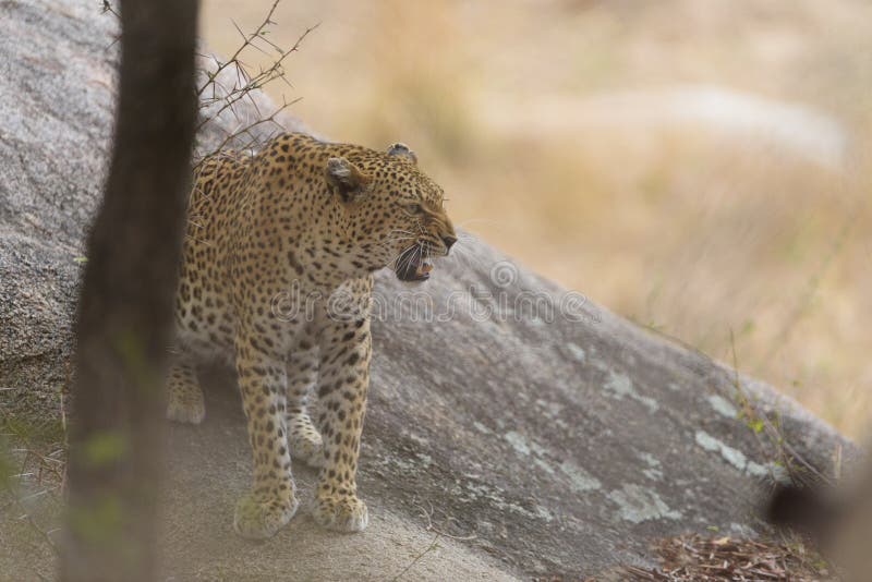 El Leopardo Está Rugiendo En La Madera Imagen de archivo - Imagen de ...