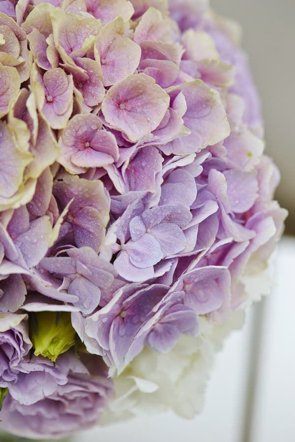 Toma Vertical De Un Ramo De Hermosas Flores Moradas Foto de archivo ...