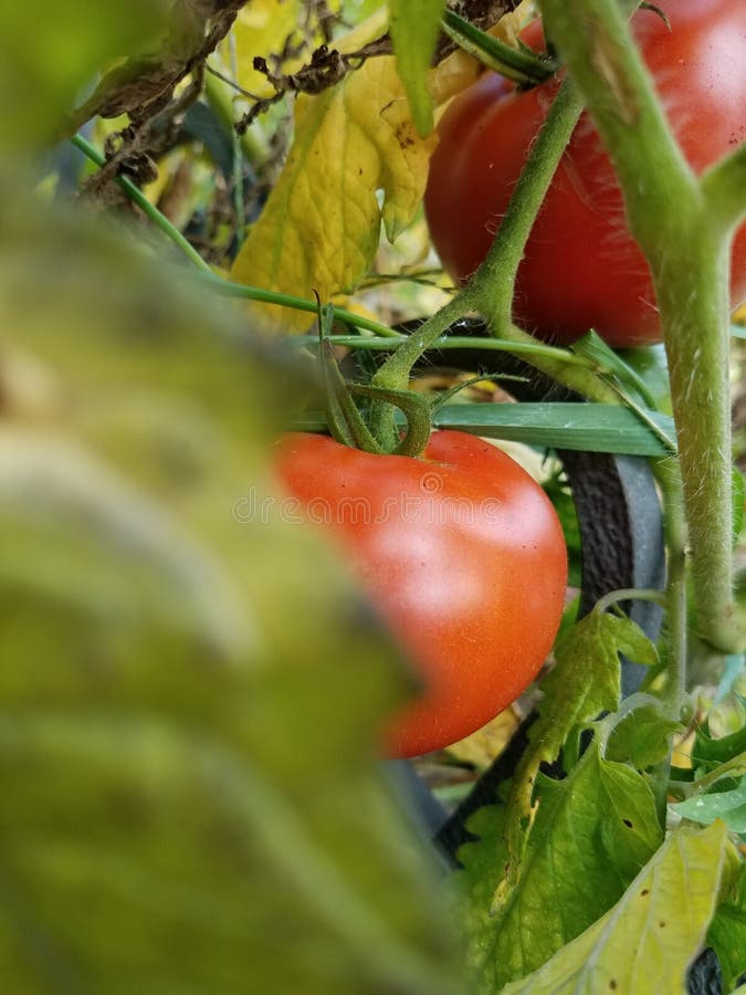 Tomaat stock foto. Image of rood, groen, sluit, tomaat - 109226942