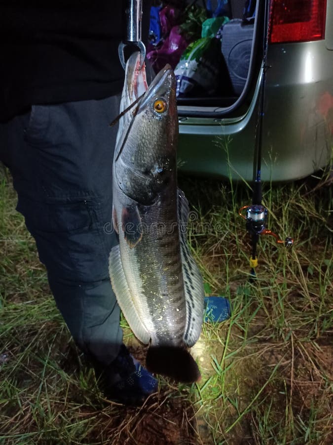 Toman bunga di tasik pedu stock photo. Image of tasik - 229488266