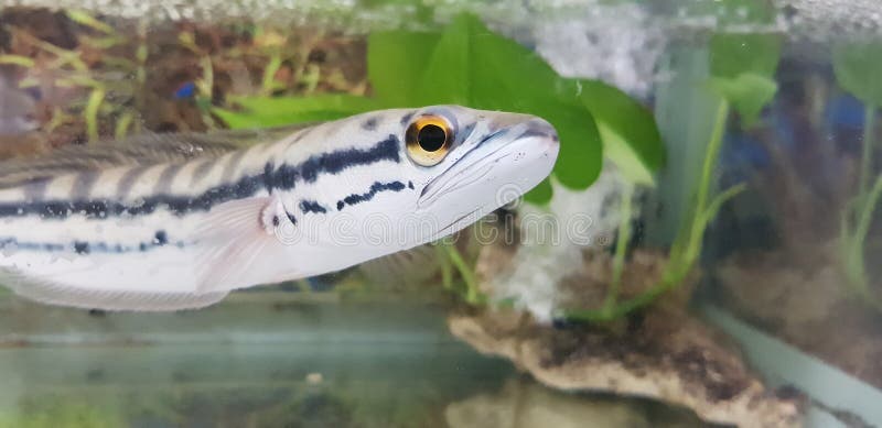 Toman Fish Including Predatory Fish. Stock Image - Image of live, toman ...
