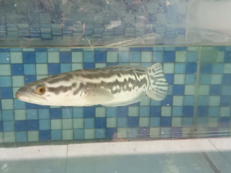 Tomang Fish Stock Photos - Free & Royalty-Free Stock Photos from Dreamstime