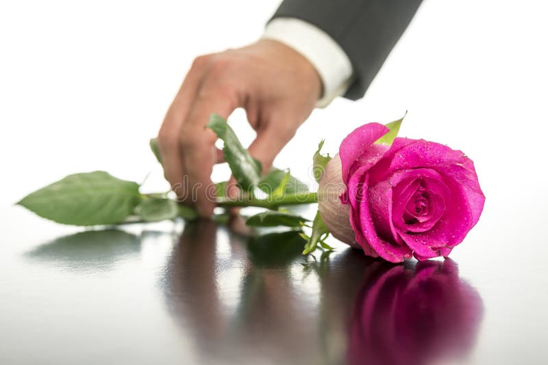 Tomar La Rosa Del Rosa De Un Escritorio Imagen de archivo - Imagen de ...