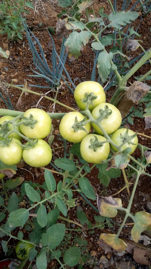 Tomat stock photo. Image of tomat, tomates, tomatoes - 287702934