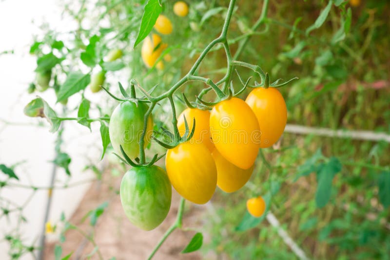 Racimo De Tomates Amarillos Y Verdes Rojos Imagen de archivo - Imagen ...