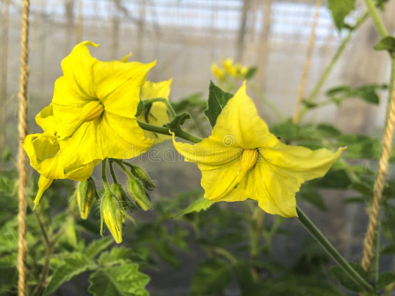 Macro Da Flor Do Tomate Com Detalhes Flor Amarela Do Tomate Imagem de ...