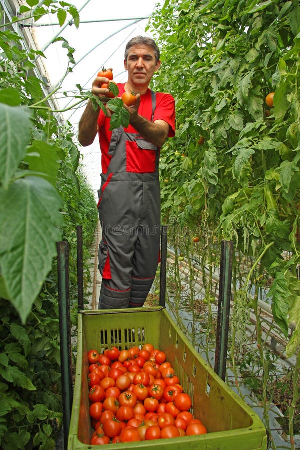 Tomate De Cueillette De Travailleur De Ferme Photo stock - Image du ...