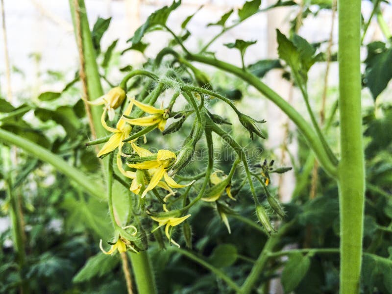 Tomate de la flor imagen de archivo. Imagen de floretes - 63943105