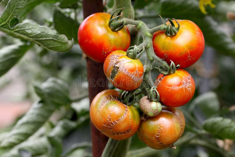 Tomate de maladie image stock. Image du infection, fond - 42286271