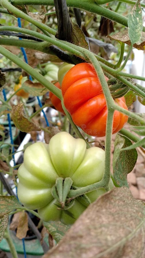Tomate de Rewako foto de archivo. Imagen de verde, alimento - 141934856