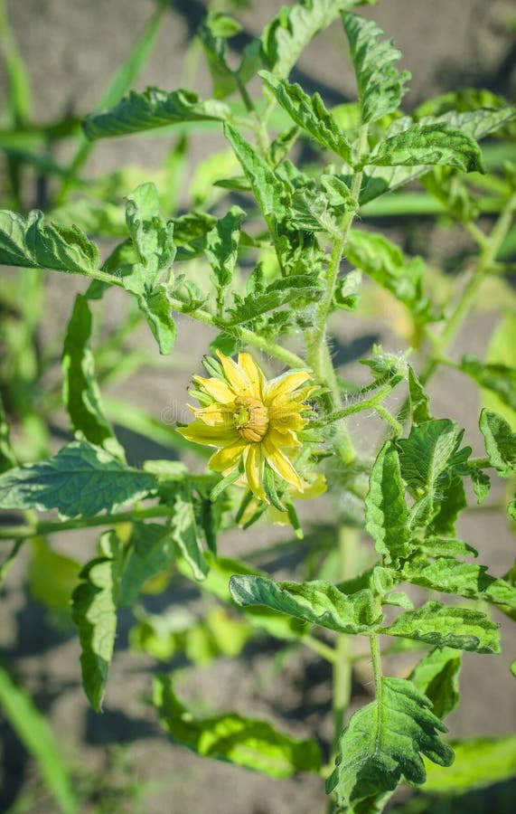 Tomate en fleur photo stock. Image du ferme, lame, cerise - 151877096