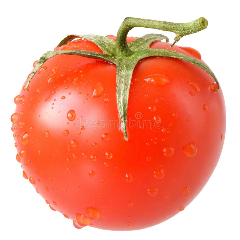 Tomate no ramo isolado foto de stock. Imagem de molhado - 147730266