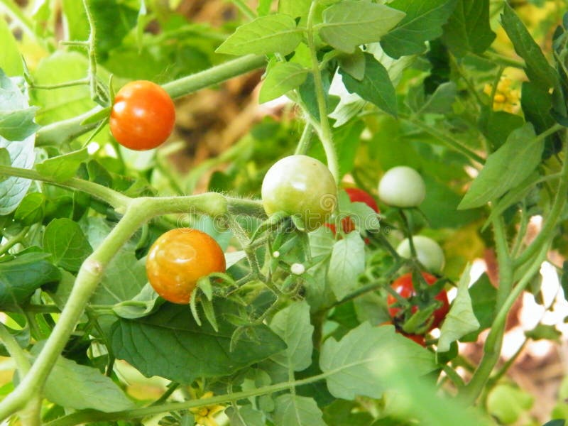 Tomate pequeno e folhas imagem de stock. Imagem de planta - 185437465