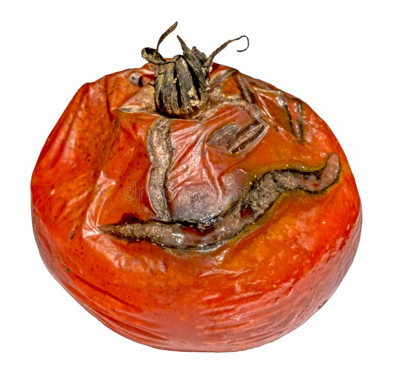 Um tomate podre mouldy imagem de stock. Imagem de vegetariano - 19226043