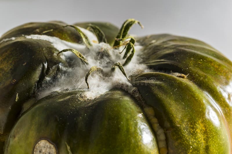 Tomate Podrido Con Moho Y Hongos Cerrados En Un Fondo Oscuro Foto de ...