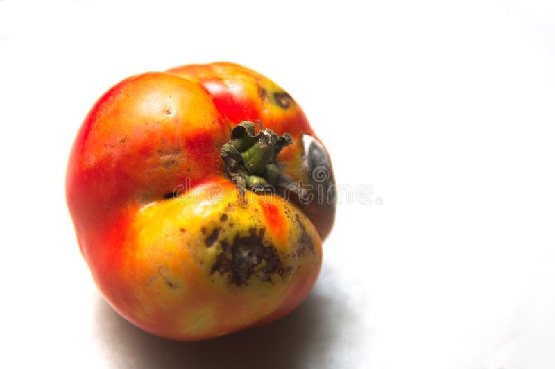 104 Tomate Putrefacto Fotos de stock - Fotos libres de regalías de ...