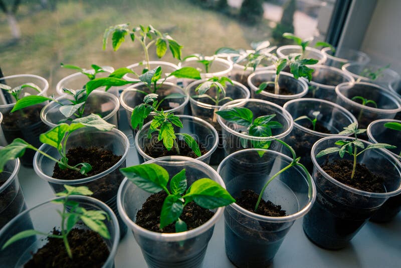 Tomate Que Siembra En Potes Imagen de archivo - Imagen de agricultura ...