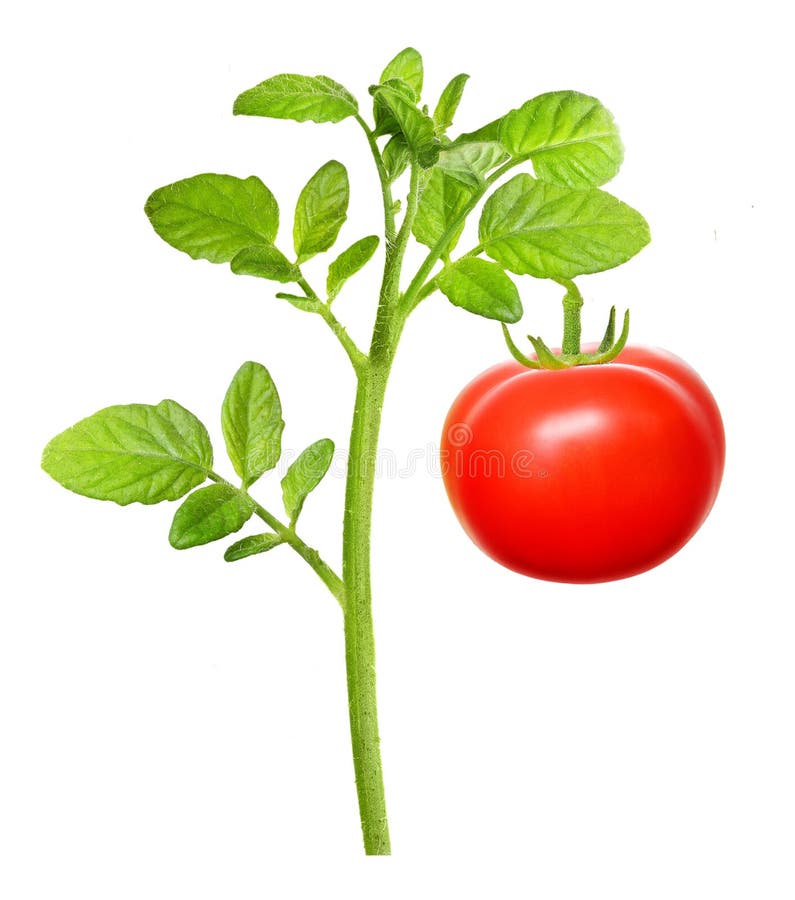 Tomate rojo aislado foto de archivo. Imagen de color - 43097694