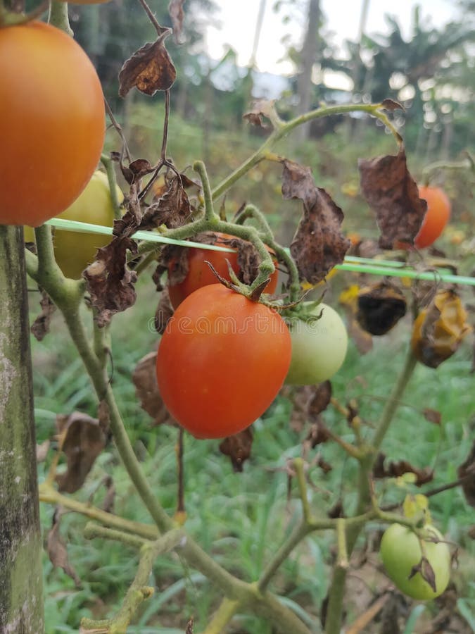 Tomate Rojo Con Hojas Secas Colgando De Su árbol Imagen de archivo ...