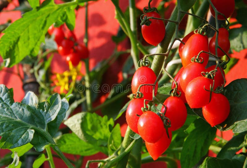 Tomate rojo del racimo foto de archivo. Imagen de crecimiento - 31402046