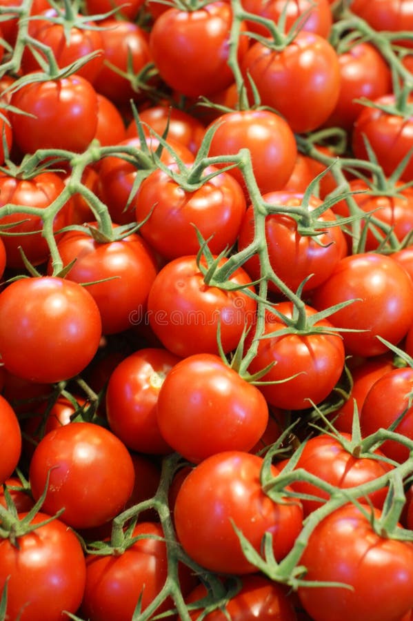 Tomate rouge image stock. Image of vivacité, sain, maïs - 51889567