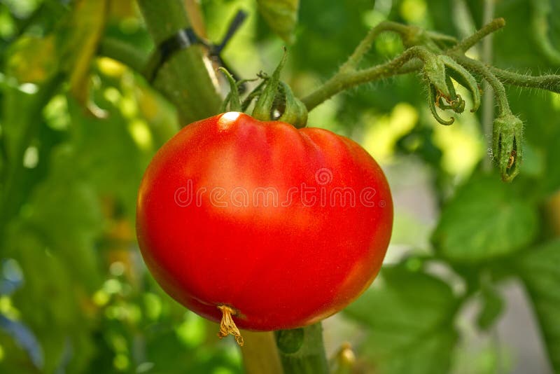 Tomate Rouge Dans Le Domaine De Verger De Tomates Photo stock - Image ...