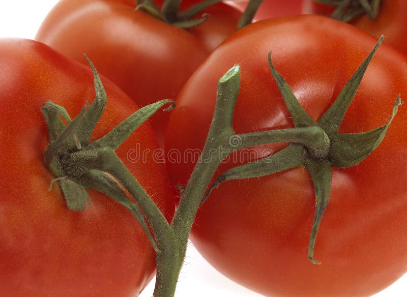 TOMATO ROUGE stock photo. Image of life, botany, rouge - 173820532