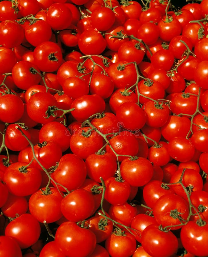 Tomate rouge stock image. Image of still, botany, lycopersicum - 170405187