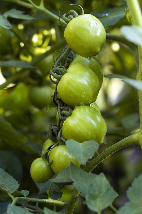 Tomate verde foto de archivo. Imagen de travieso, afuera - 25346112