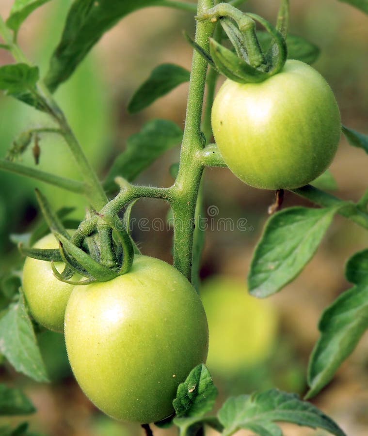 Tomate verde imagen de archivo. Imagen de primer, alimento - 37920717
