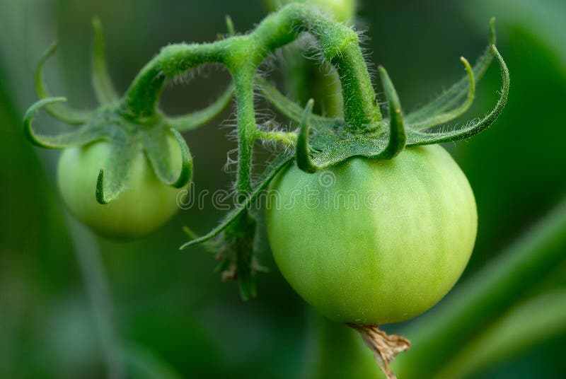 Tomate verde imagen de archivo. Imagen de fruta, tomates - 3837273