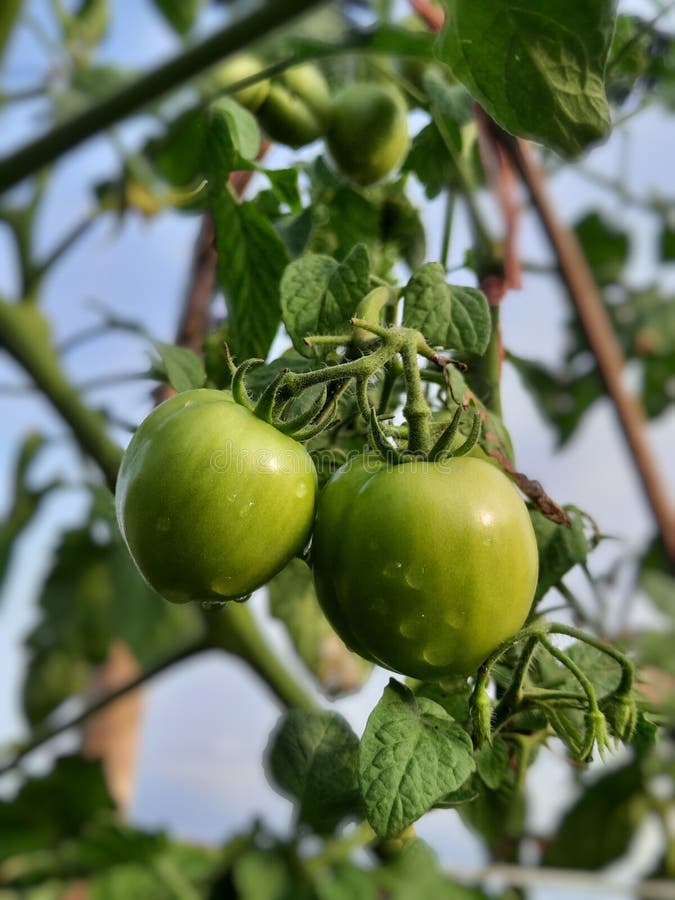 Tomate verde de dos piezas foto de archivo. Imagen de verde - 277184540