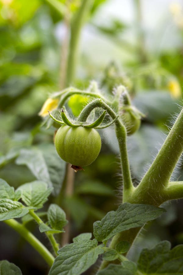 Um Tomate Verde Pequeno Em Um Ramo Imagem de Stock - Imagem de verde ...