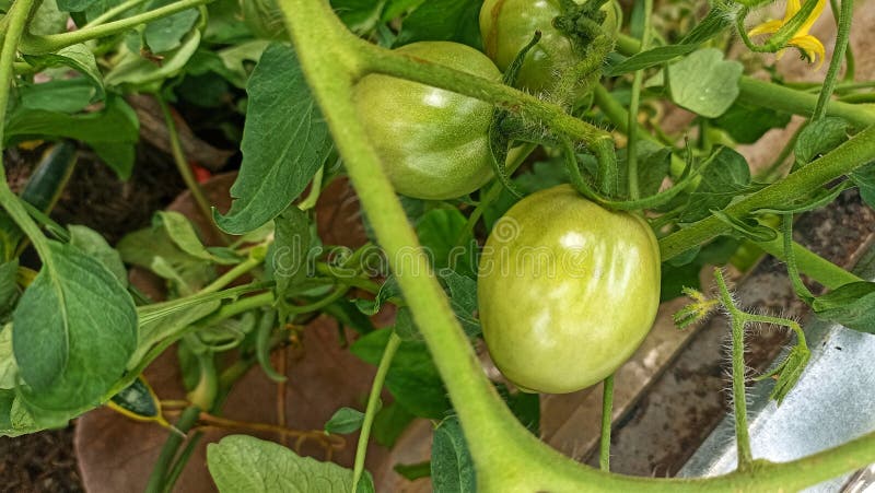 Tomate Verde Pronto a Ser Colhido E Utilizado Como Ingredientes Para ...