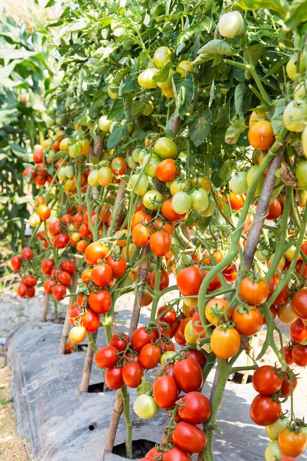 Tomate Vermelho Que Cresce No Campo Imagem de Stock - Imagem de ...