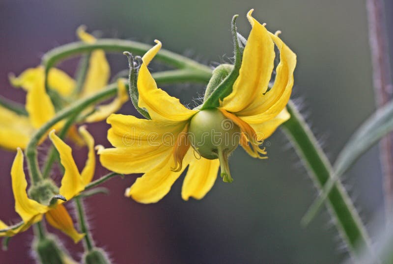 Flor del tomate foto de archivo. Imagen de cultivado - 36867368